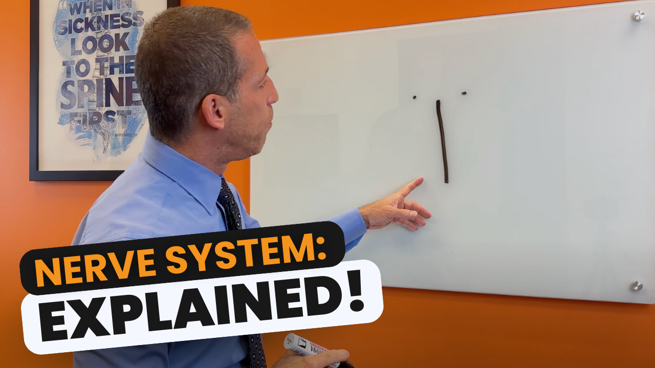 Nerve System: Explained - Alter Chiropractic